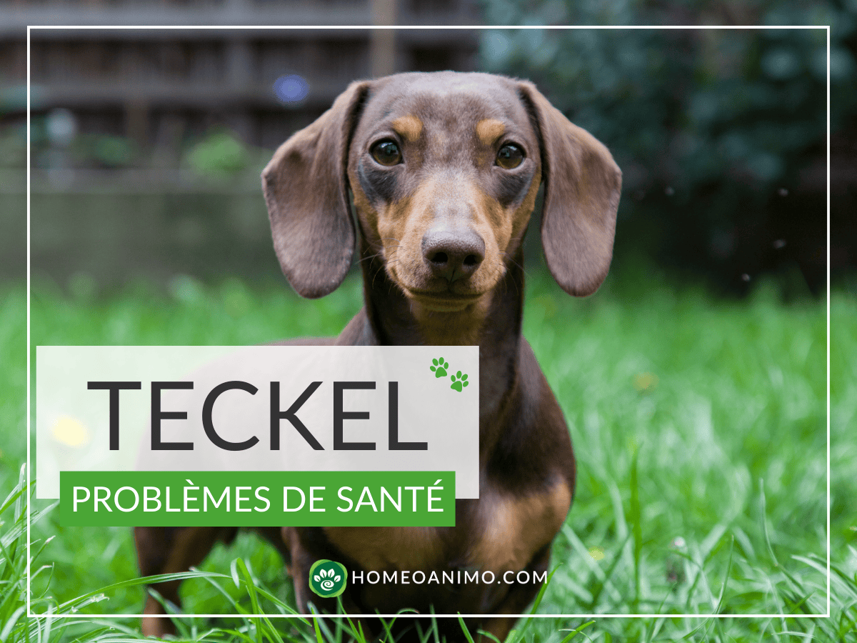 What are the most common health problems in Dachshunds and how can the