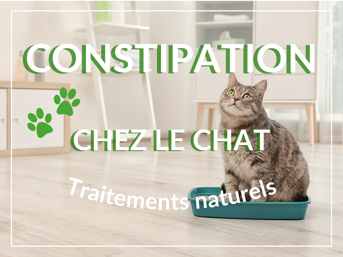 How to Help Your Constipated Cat? 5 Natural Laxatives! 2025
