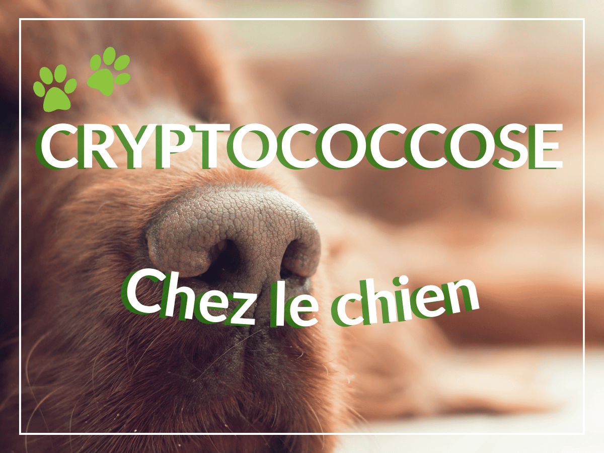 Cryptococcosis in Dogs: Remedies, Causes and Symptoms