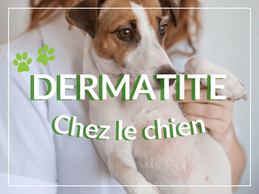 Atopic Dermatitis in Dogs: Remedies, Causes and Symptoms