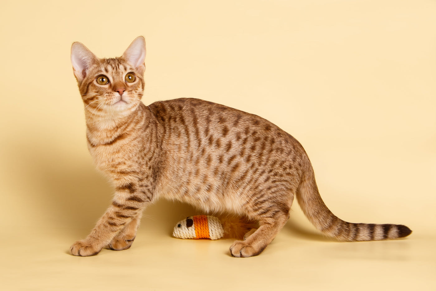 14 meilleurs races de chats hypoallergéniques ou sans poil
