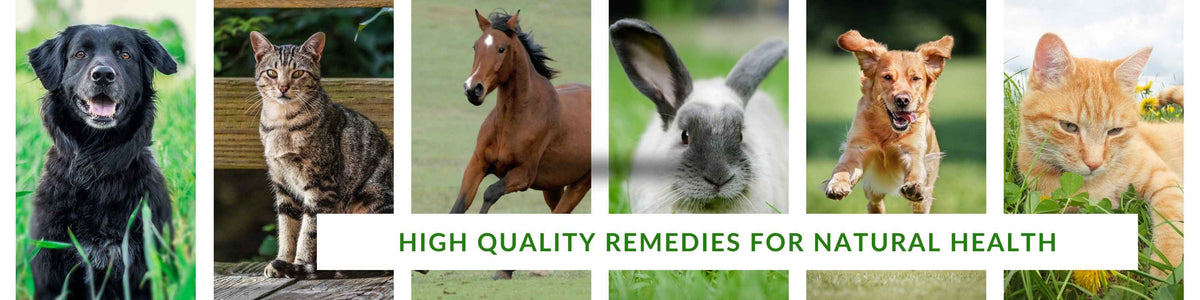 Natural Homeopathy Remedies for Dogs, Cats, Horses and Animals